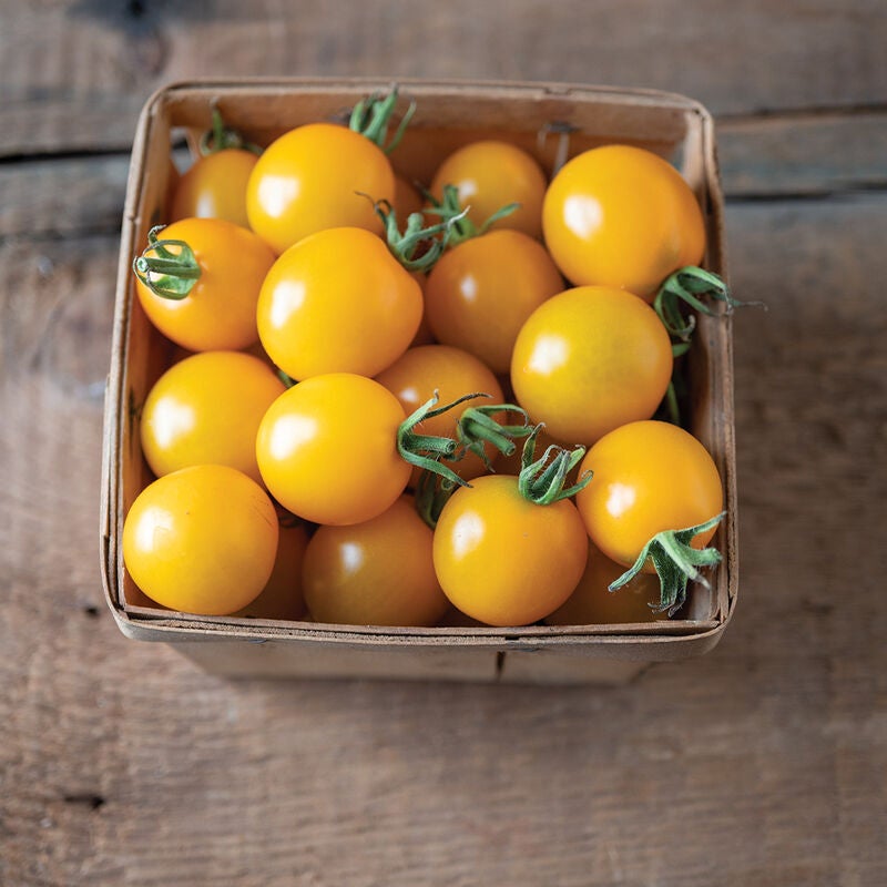 Tomato 'TY Yellow Mimi F1' | Shorewolf Farm